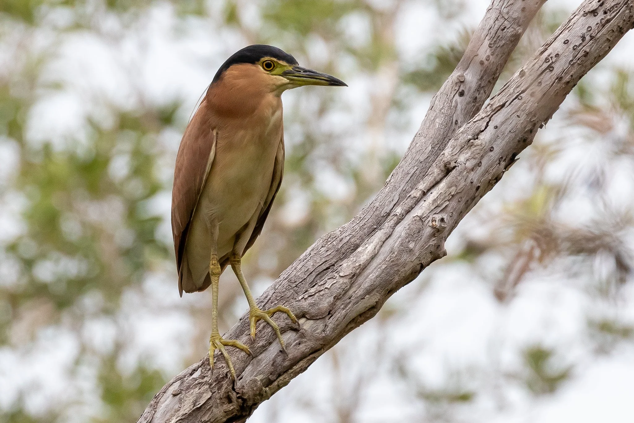 Byron Bay Wetlands - Australia's Wonderful Birds