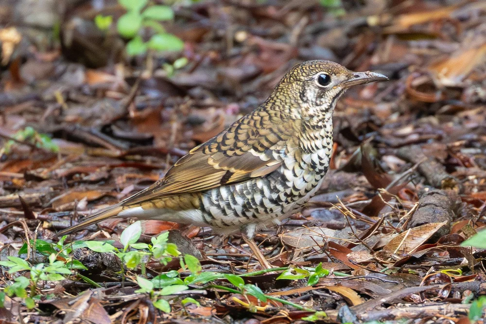 Australian Birds of the Rainforest - Australia's Wonderful Birds