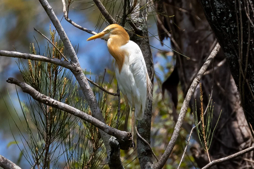 Birds of Australia