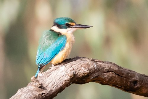 Australian Kingfishers - Australia's Wonderful Birds