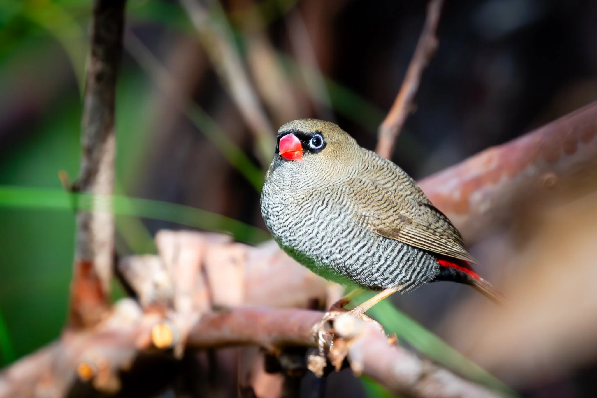 Australian Finches - Australia's Wonderful Birds