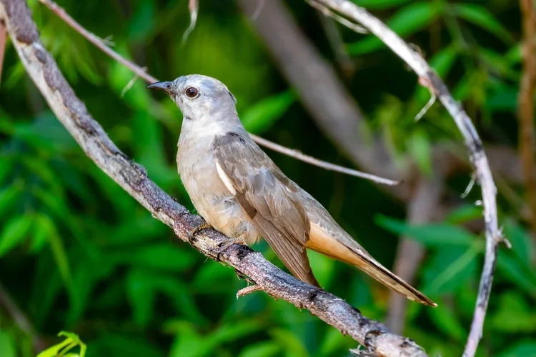 Australian Cuckoos - Australia's Wonderful Birds