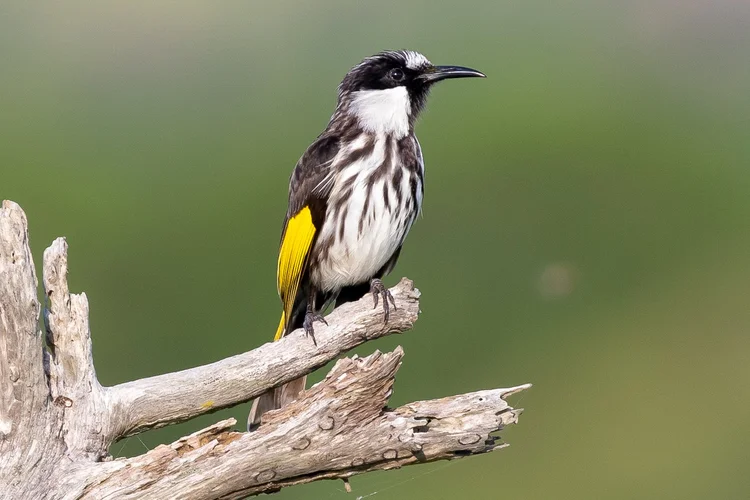 Northern Rivers NSW - Australia's Wonderful Birds