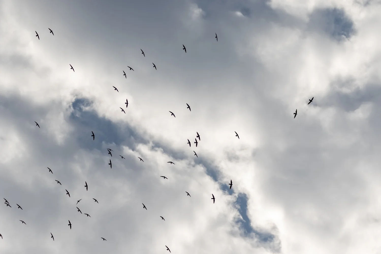 Birds of Australia