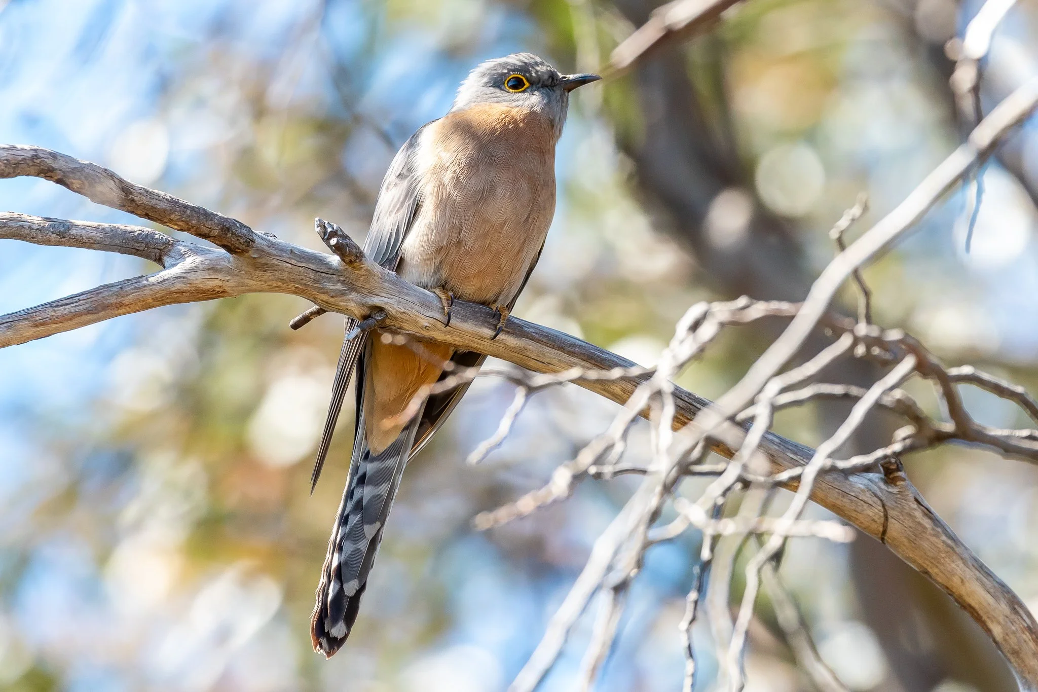 Australian Cuckoos - Australia's Wonderful Birds