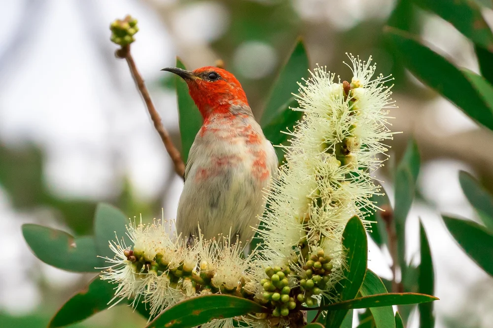 Birds of Australia