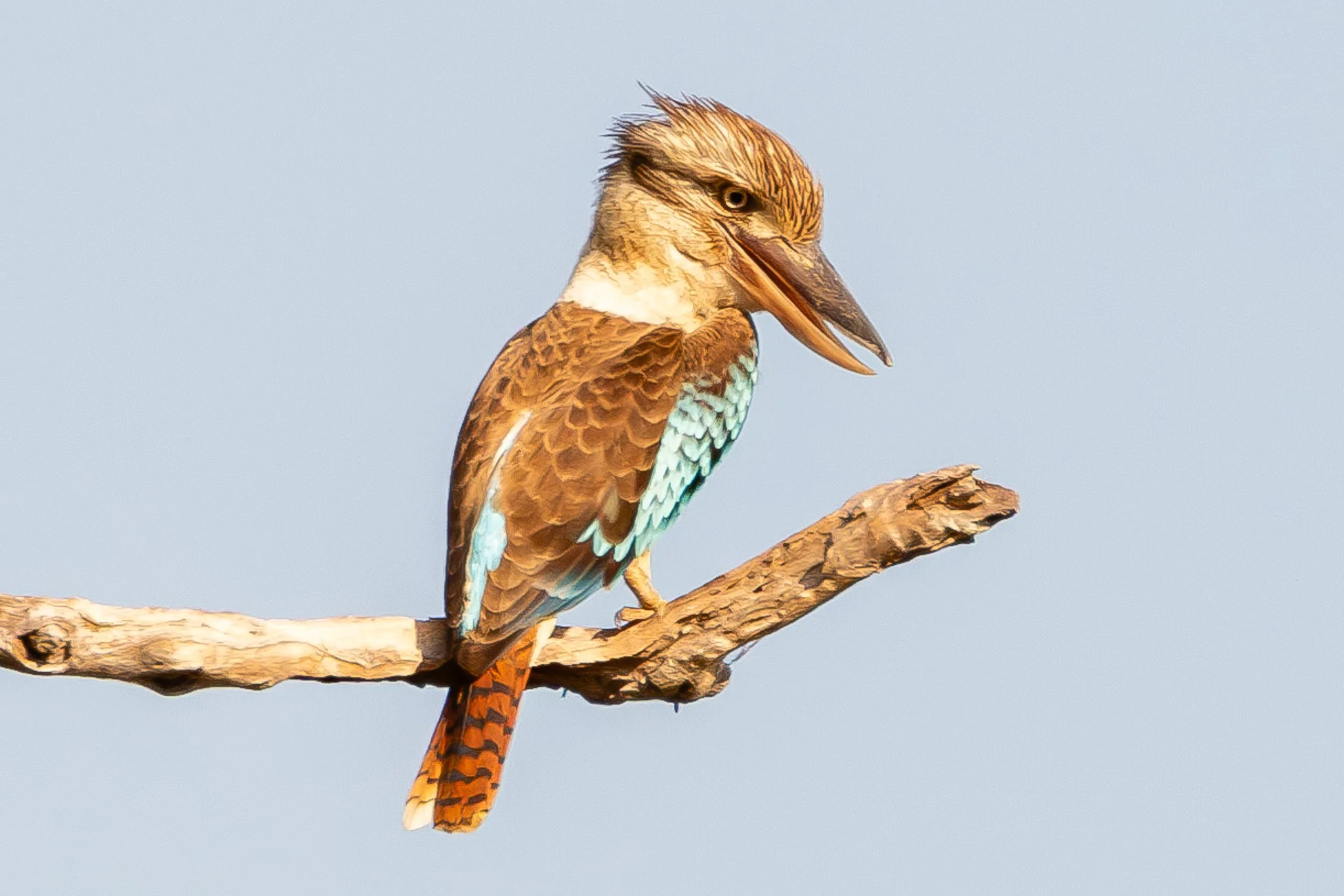 Australian Kingfishers - Australia's Wonderful Birds