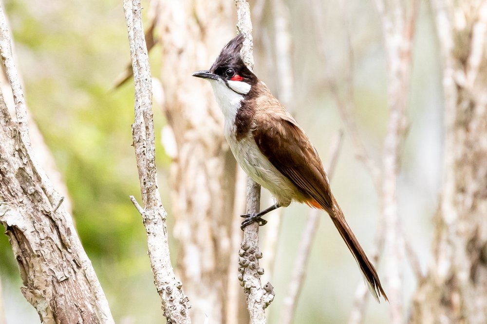 Birds of Australia