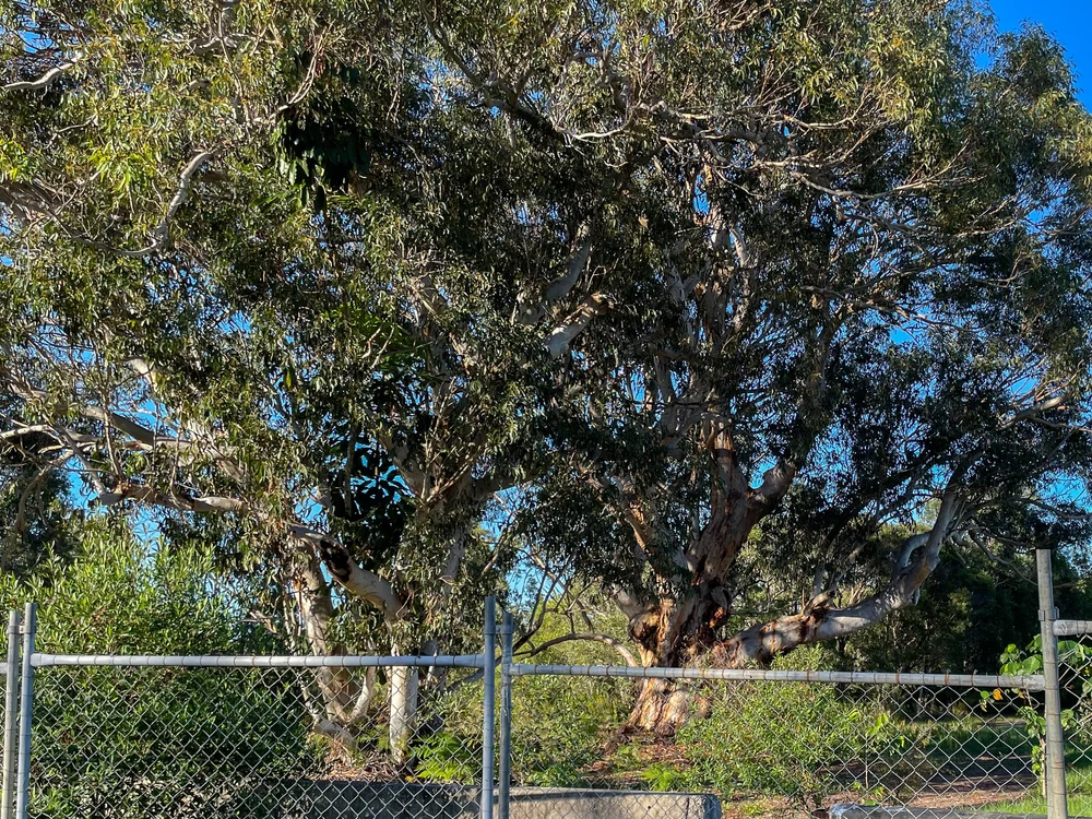 Birds of Australia