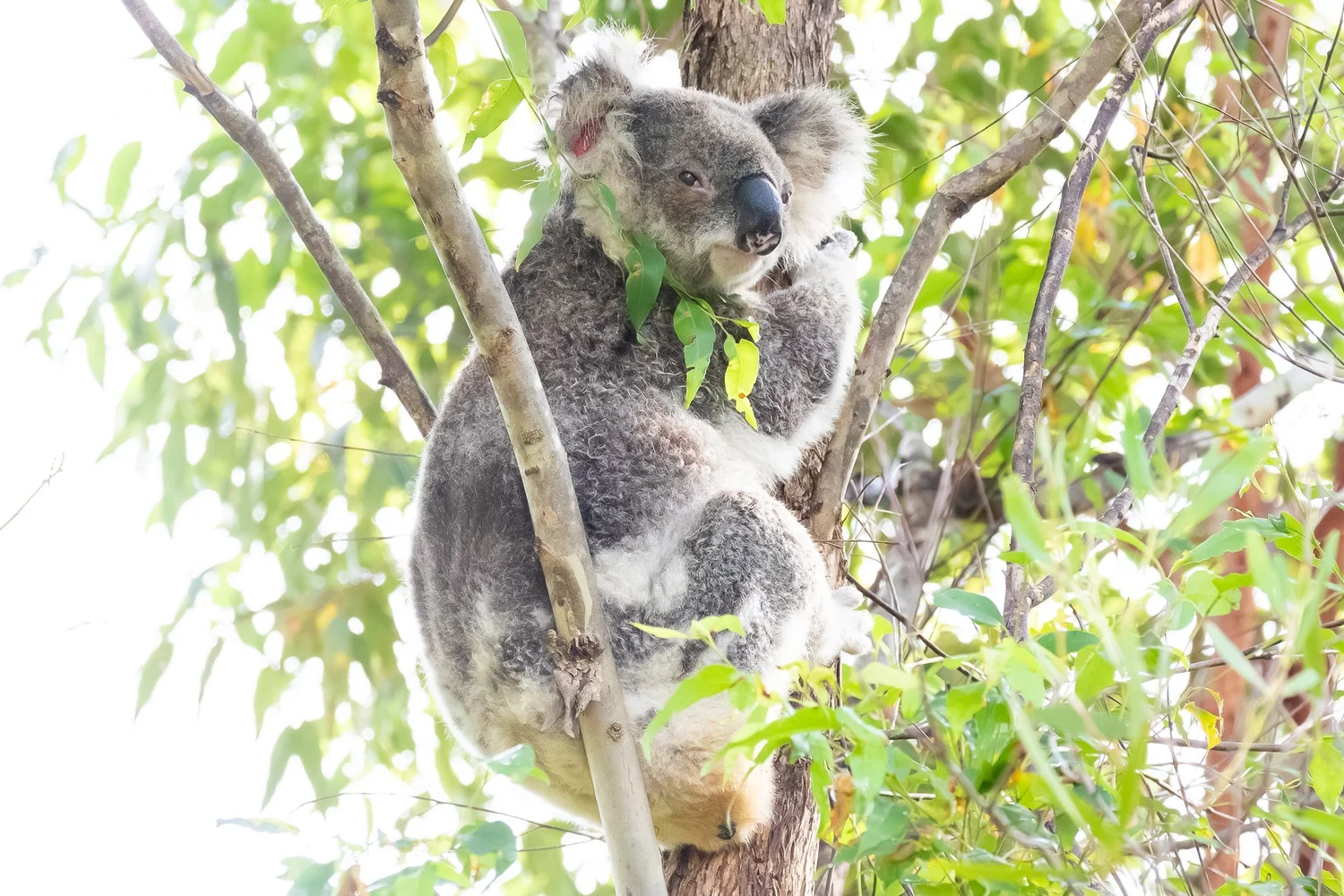 Koala — Blog - Australia's Wonderful Birds