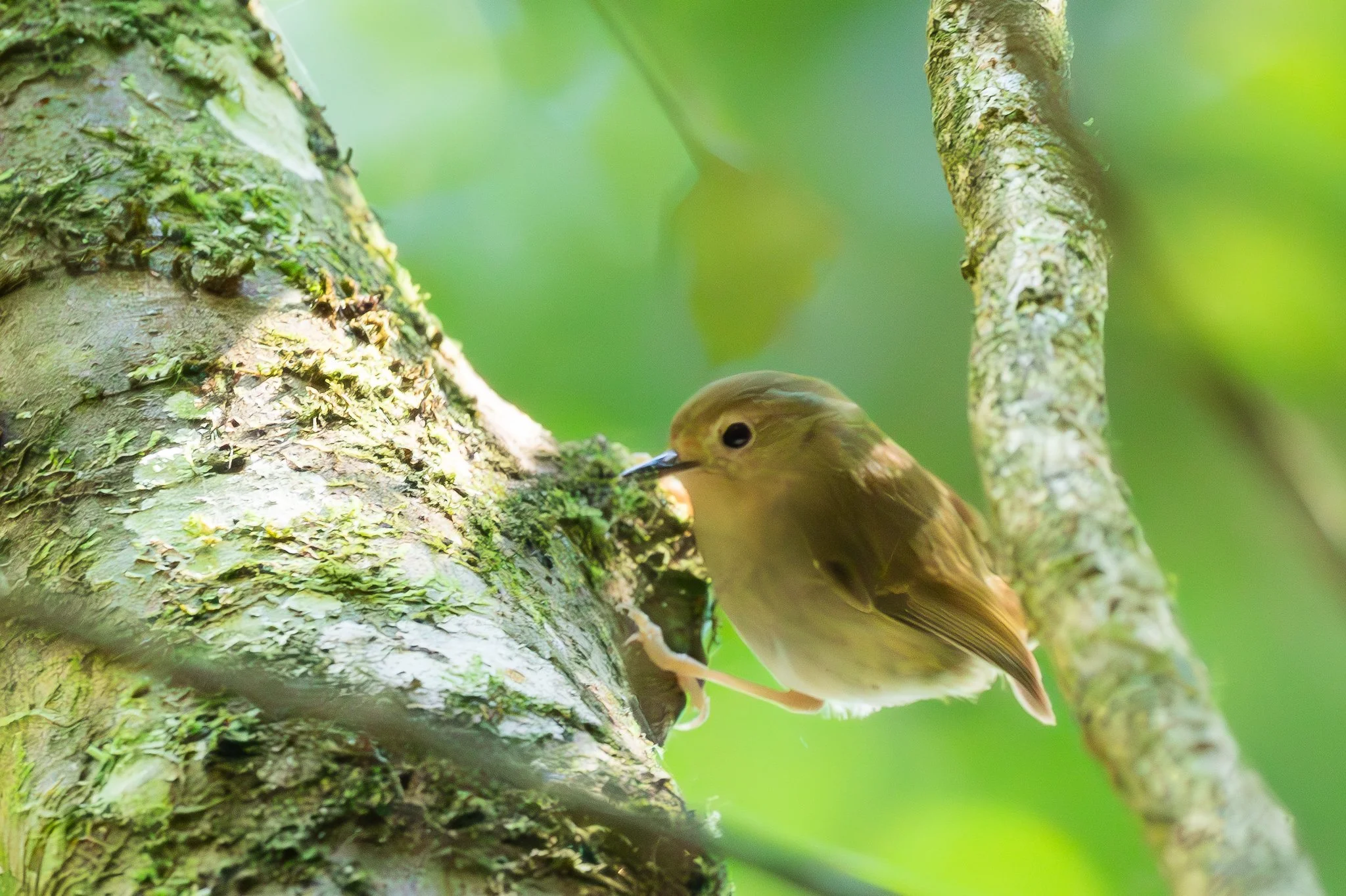 Blog - Australia's Wonderful Birds