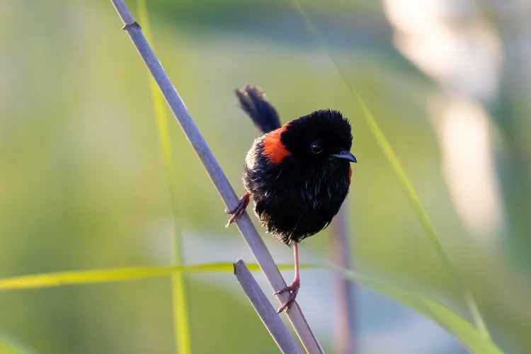 Northern Rivers NSW - Australia's Wonderful Birds