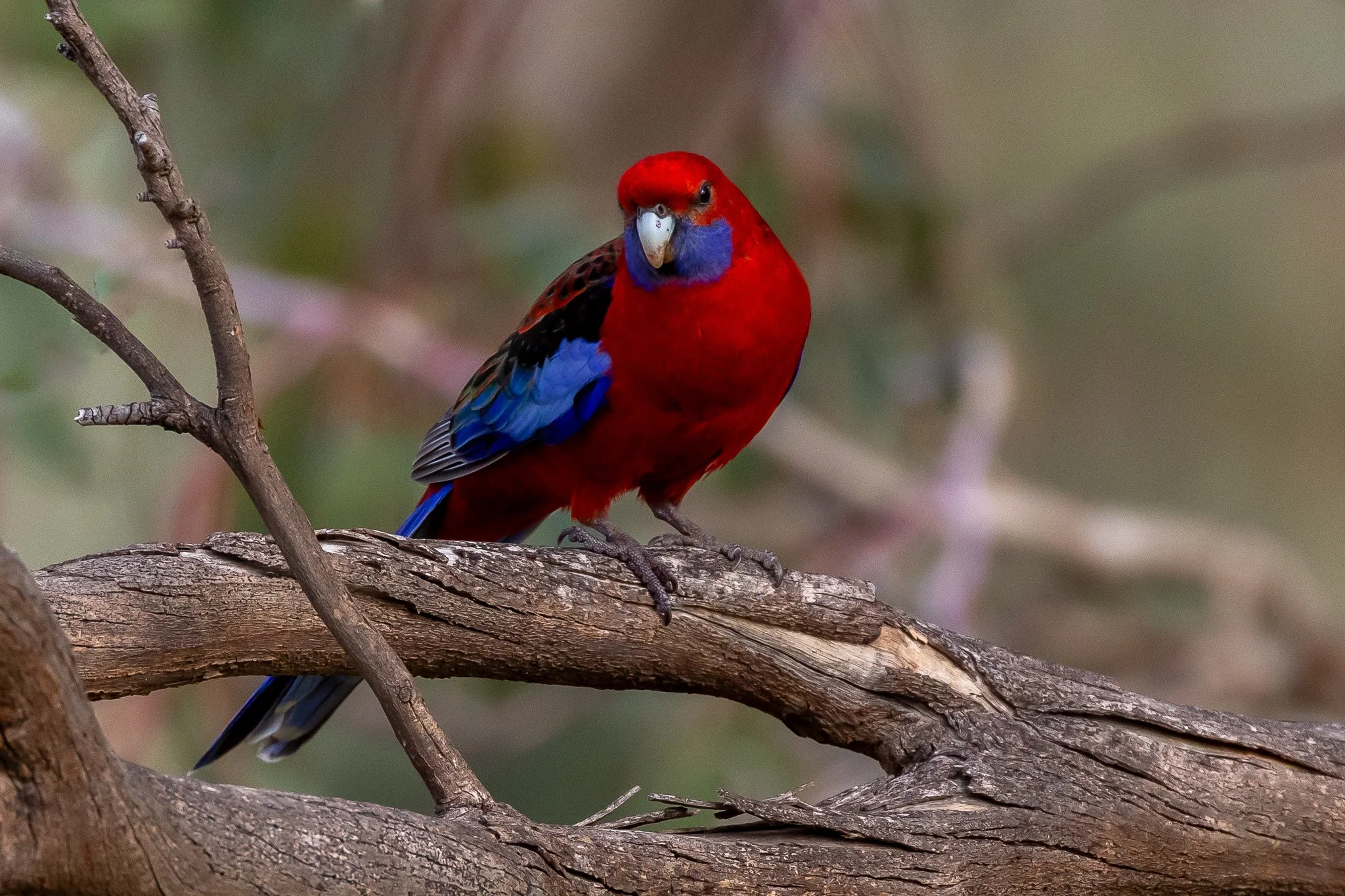 Cowra NSW Birds - Australia's Wonderful Birds