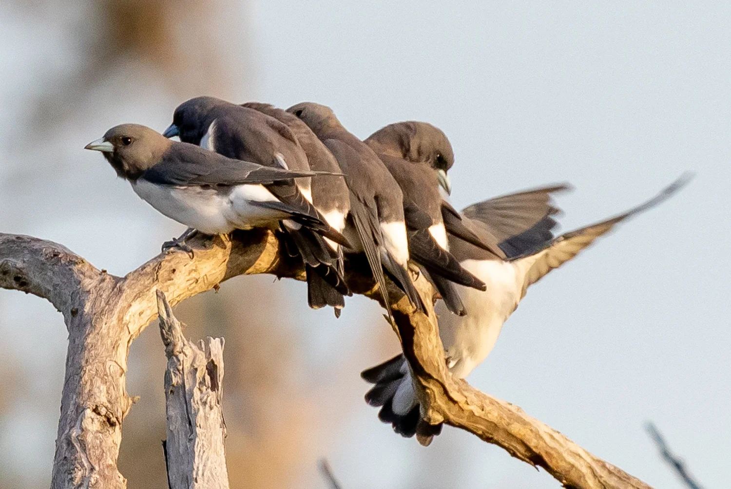 Northern Rivers NSW - Australia's Wonderful Birds