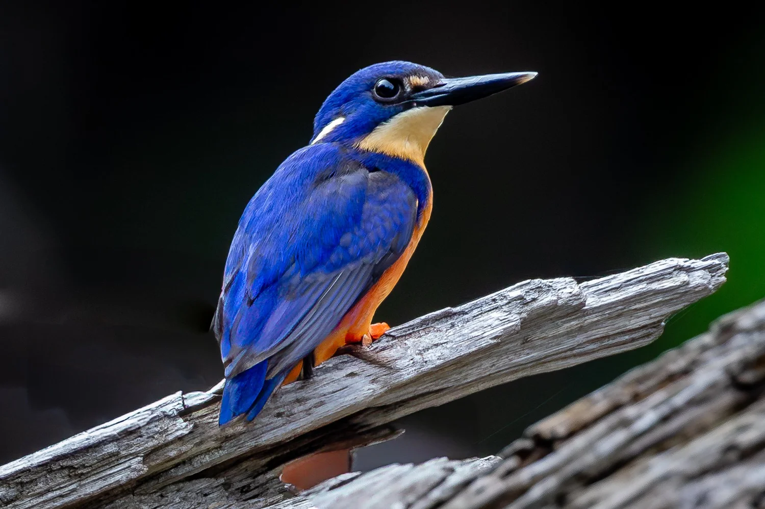 Australian Kingfishers - Australia's Wonderful Birds
