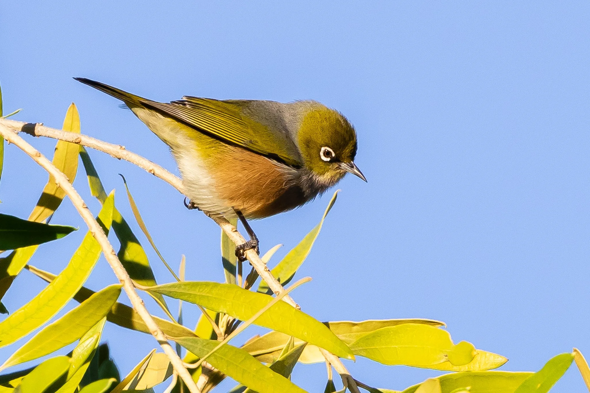 Birds of Australia