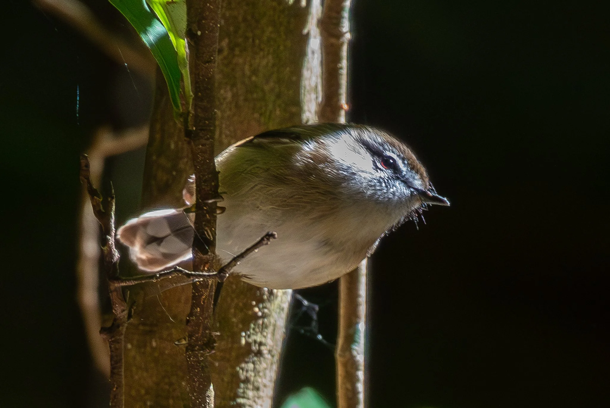 Birds of Australia