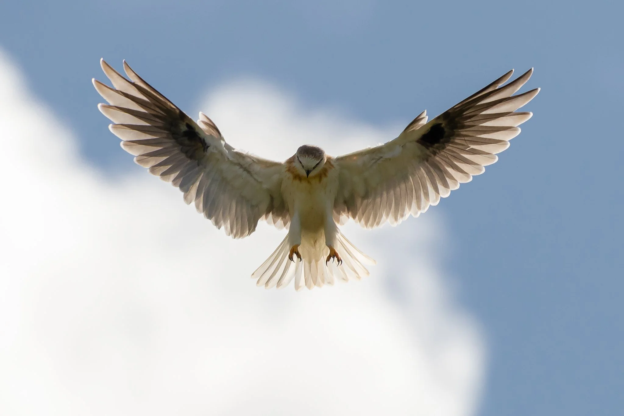 Cowra NSW Birds - Australia's Wonderful Birds