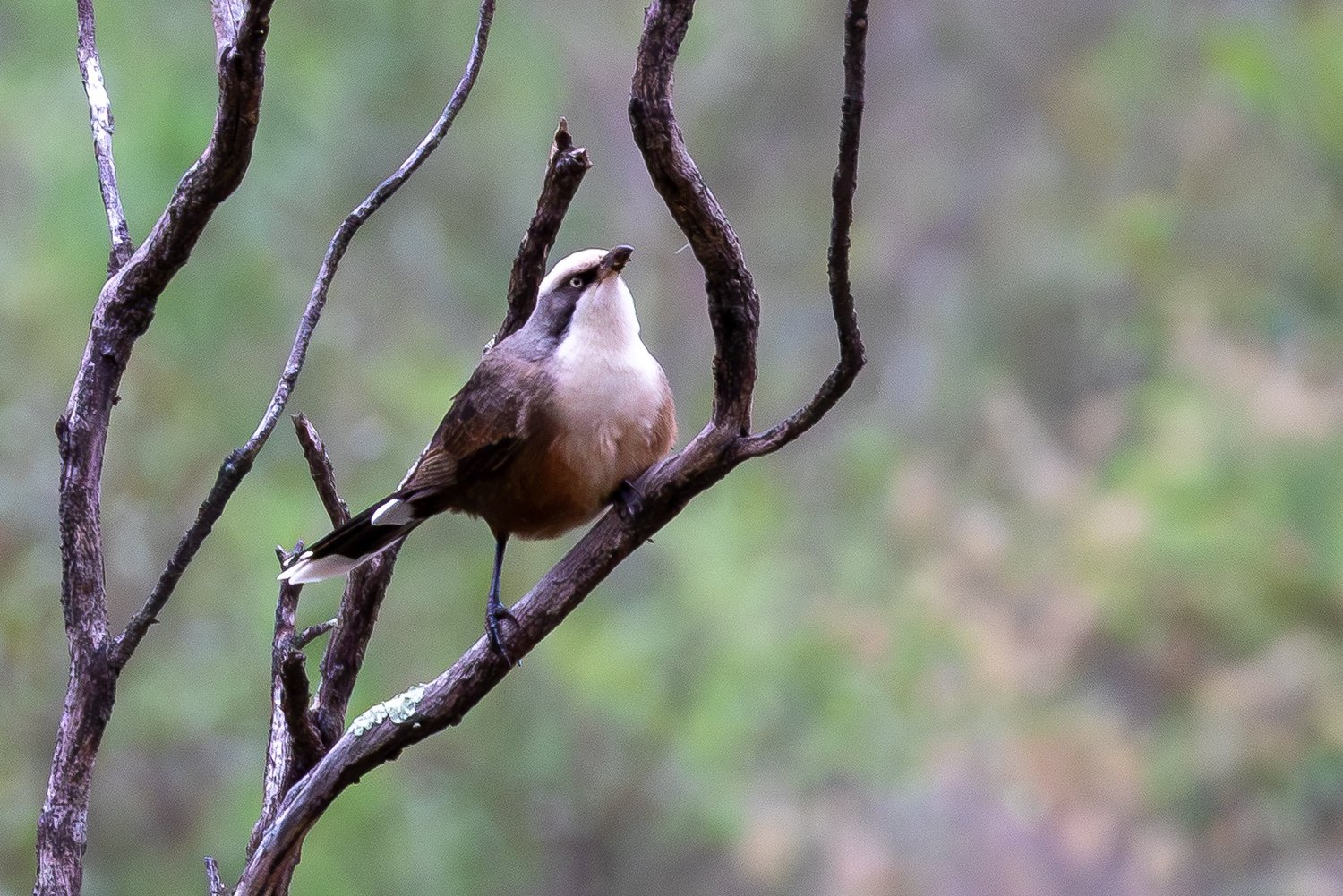 Birds of Australia