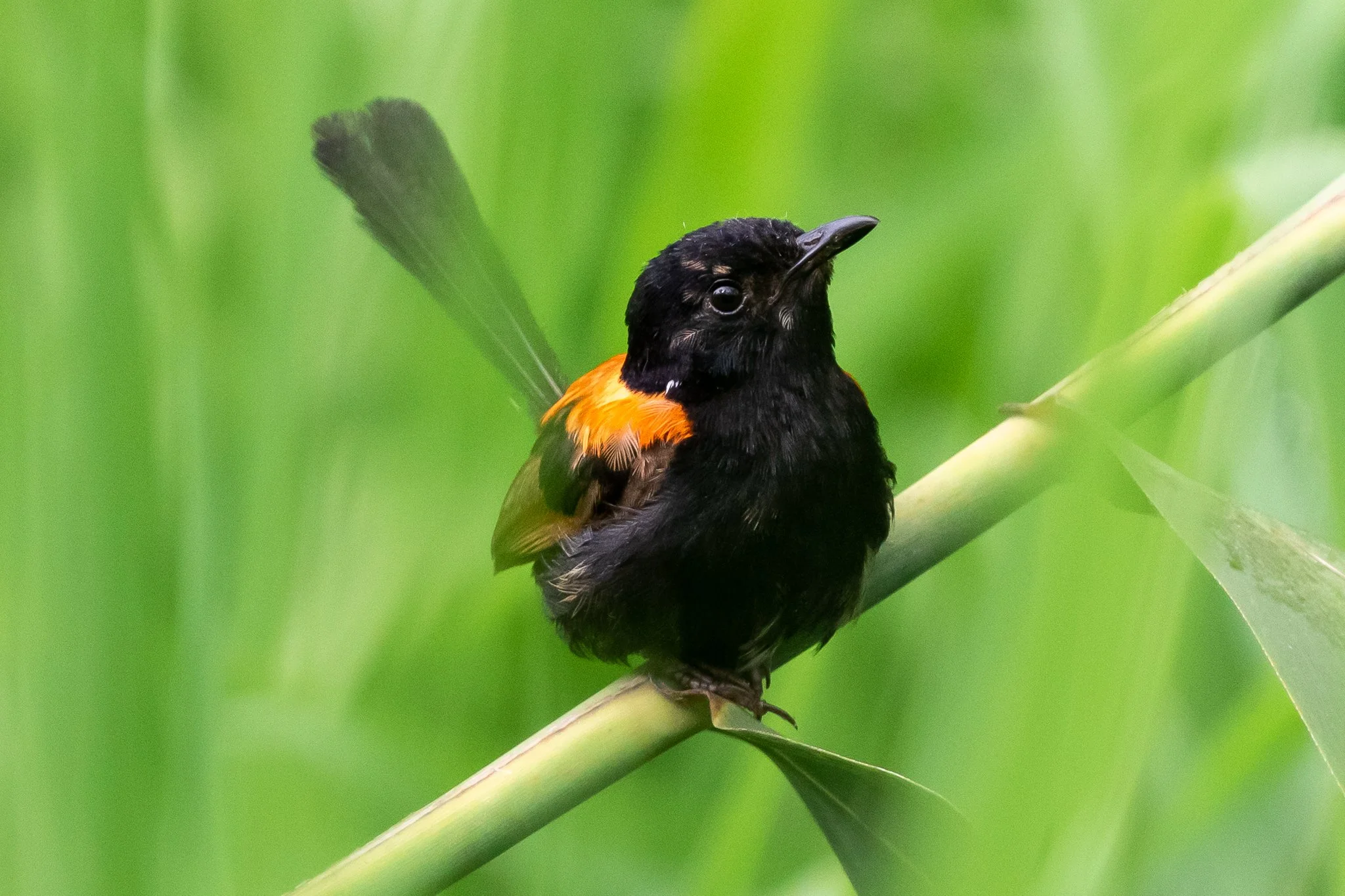Brisbane Queensland - Australia's Wonderful Birds