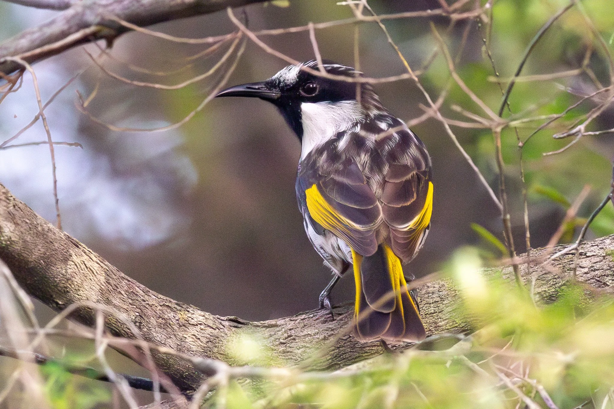 Birds of Australia