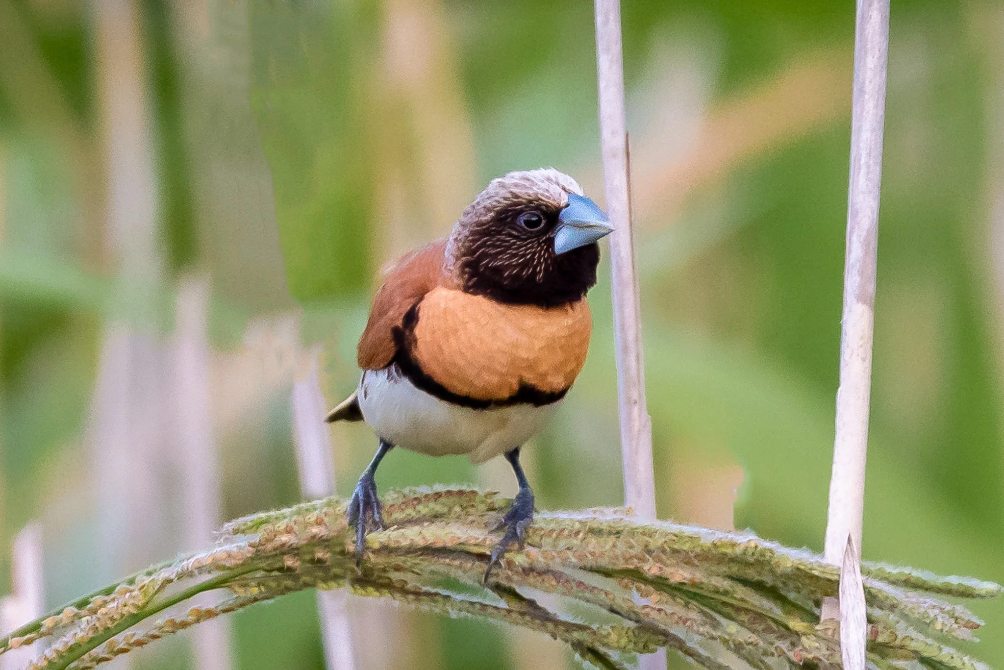 Northern Rivers NSW - Australia's Wonderful Birds