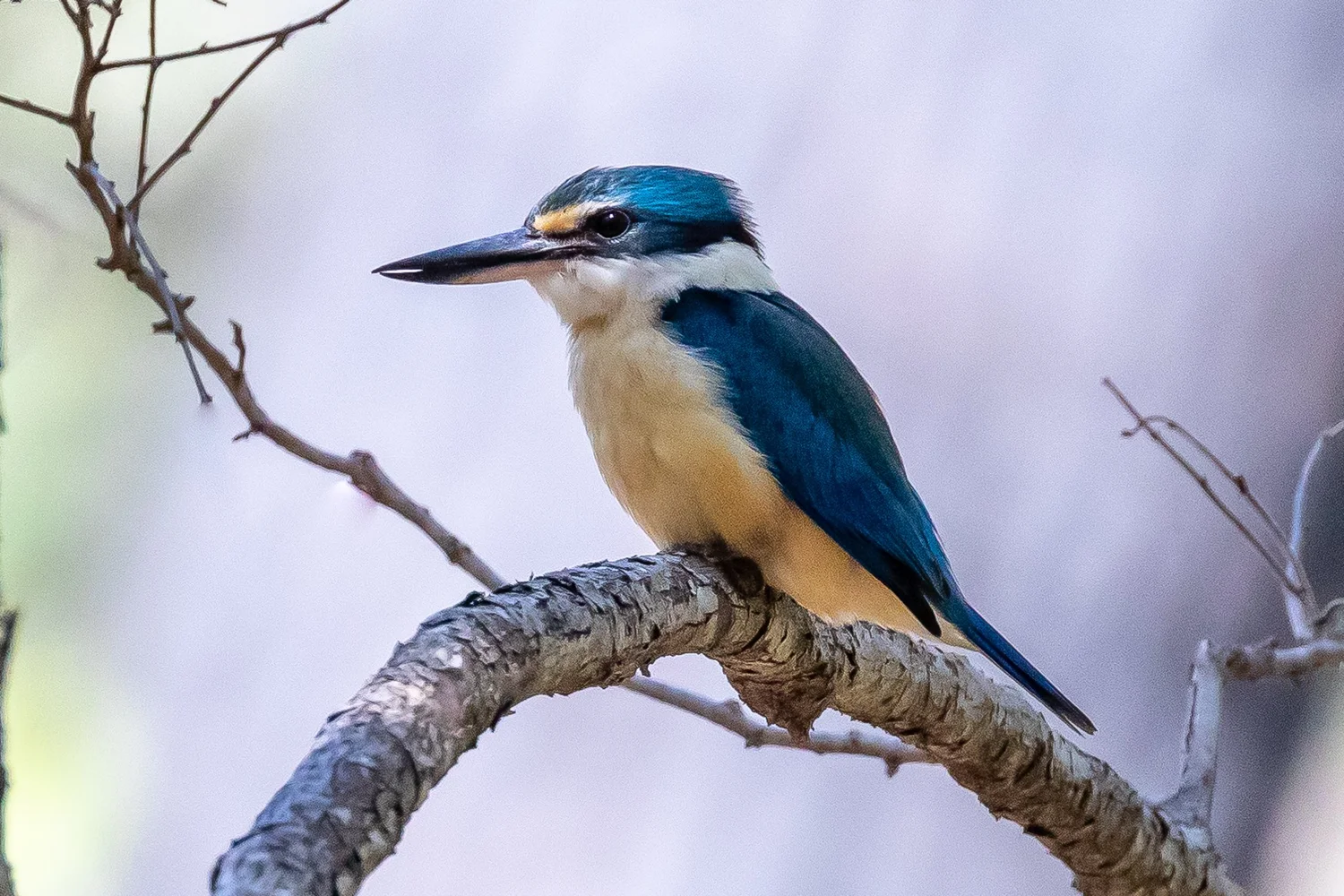 Australian Kingfishers - Australia's Wonderful Birds