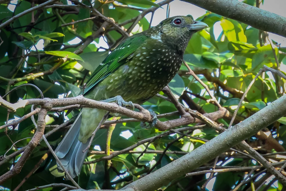 Australian Birds of the Rainforest - Australia's Wonderful Birds