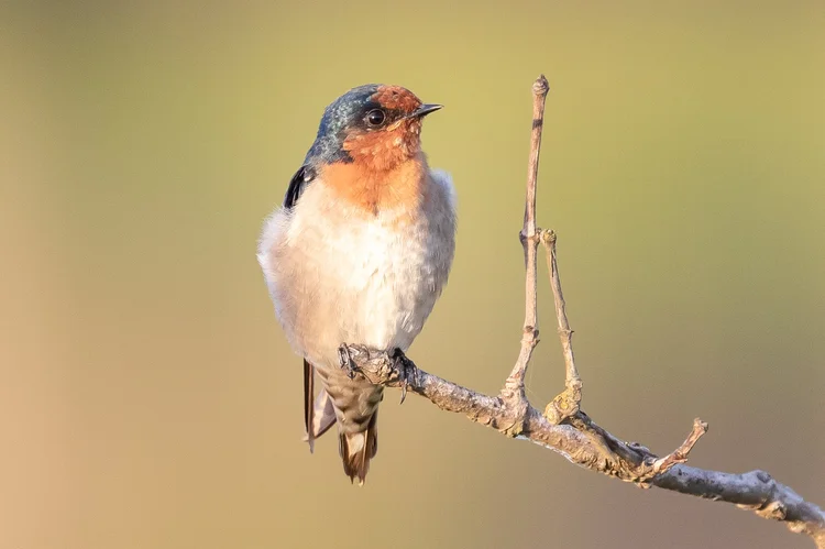 Northern Rivers NSW - Australia's Wonderful Birds