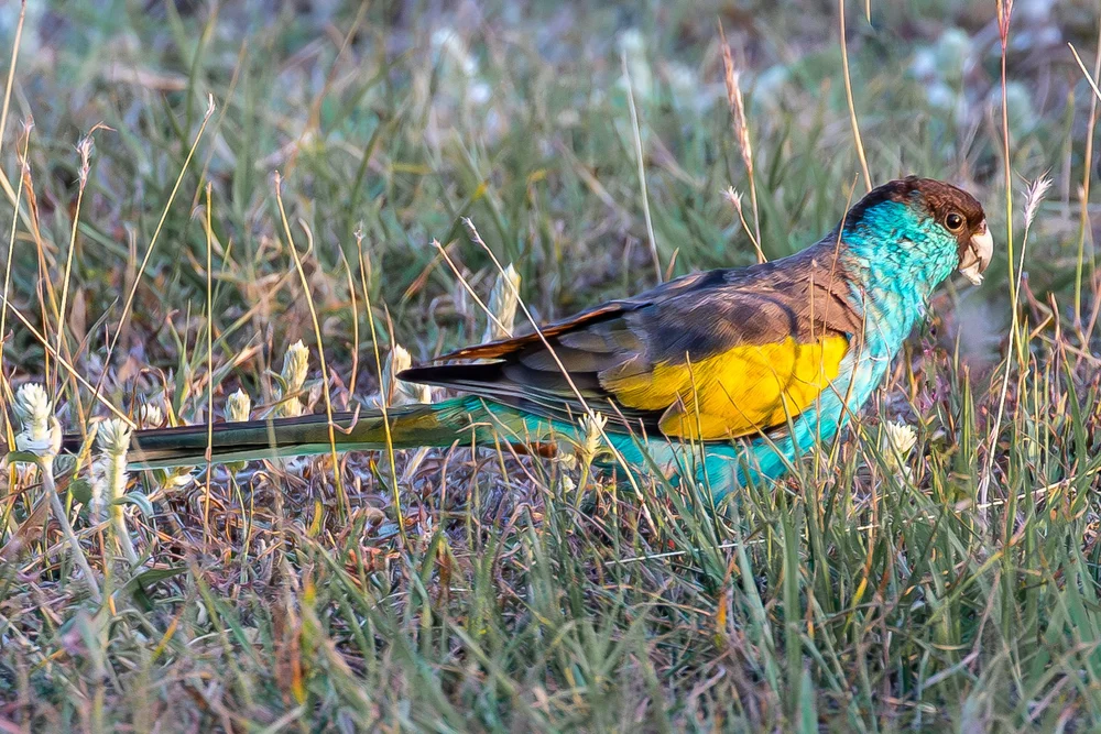 Northern Territory Birds - Australia's Wonderful Birds