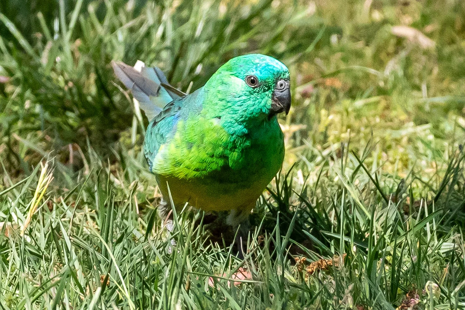 Birds of Australia