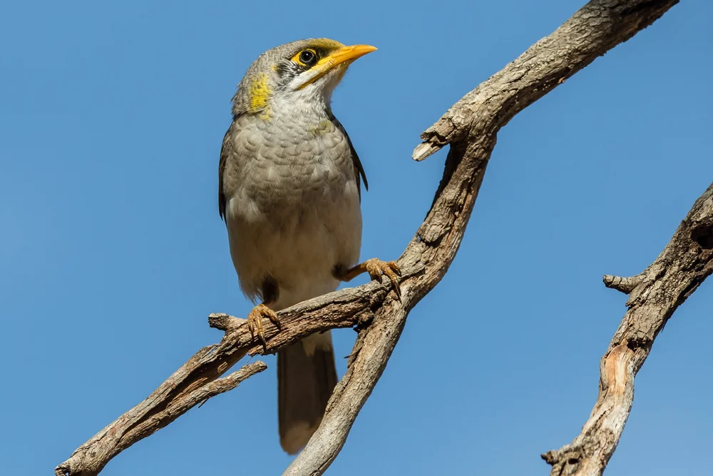 Australian Honeyeaters - Australia's Wonderful Birds