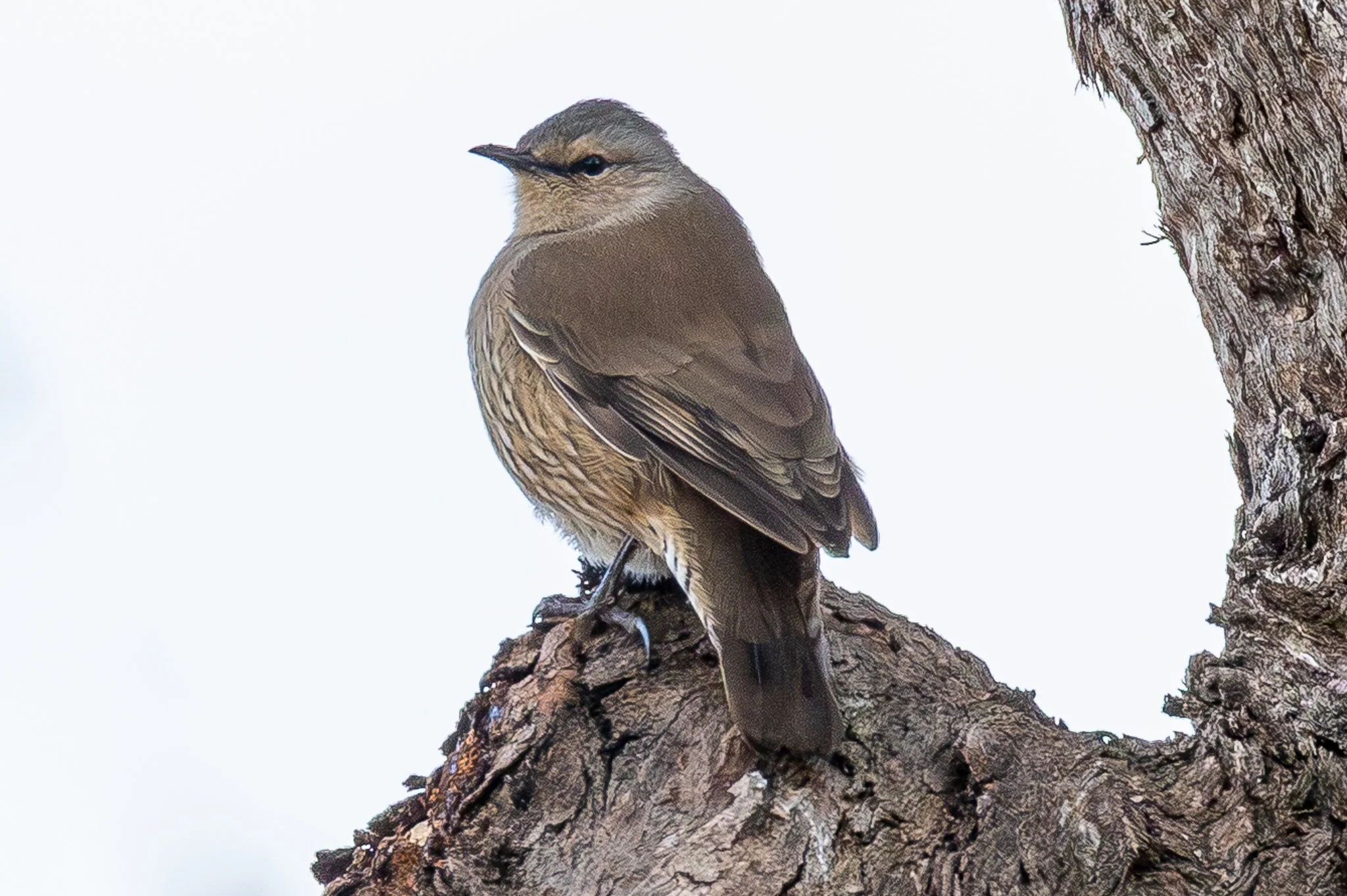 Cowra NSW Birds - Australia's Wonderful Birds