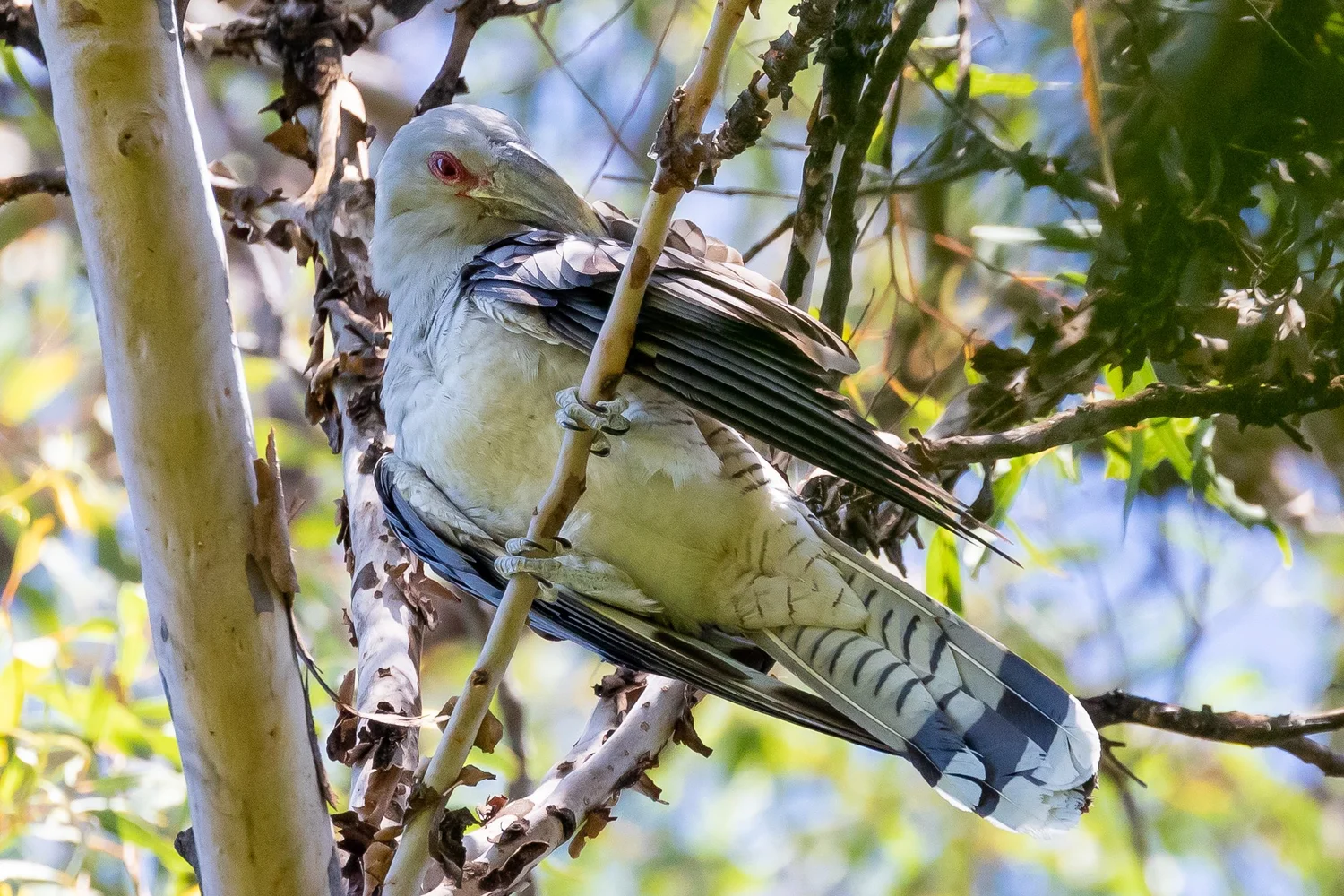 Brisbane Queensland - Australia's Wonderful Birds