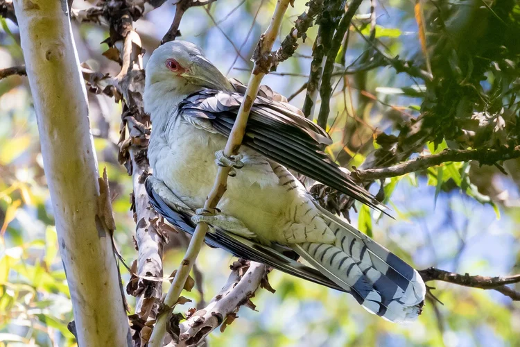 Brisbane Queensland - Australia's Wonderful Birds