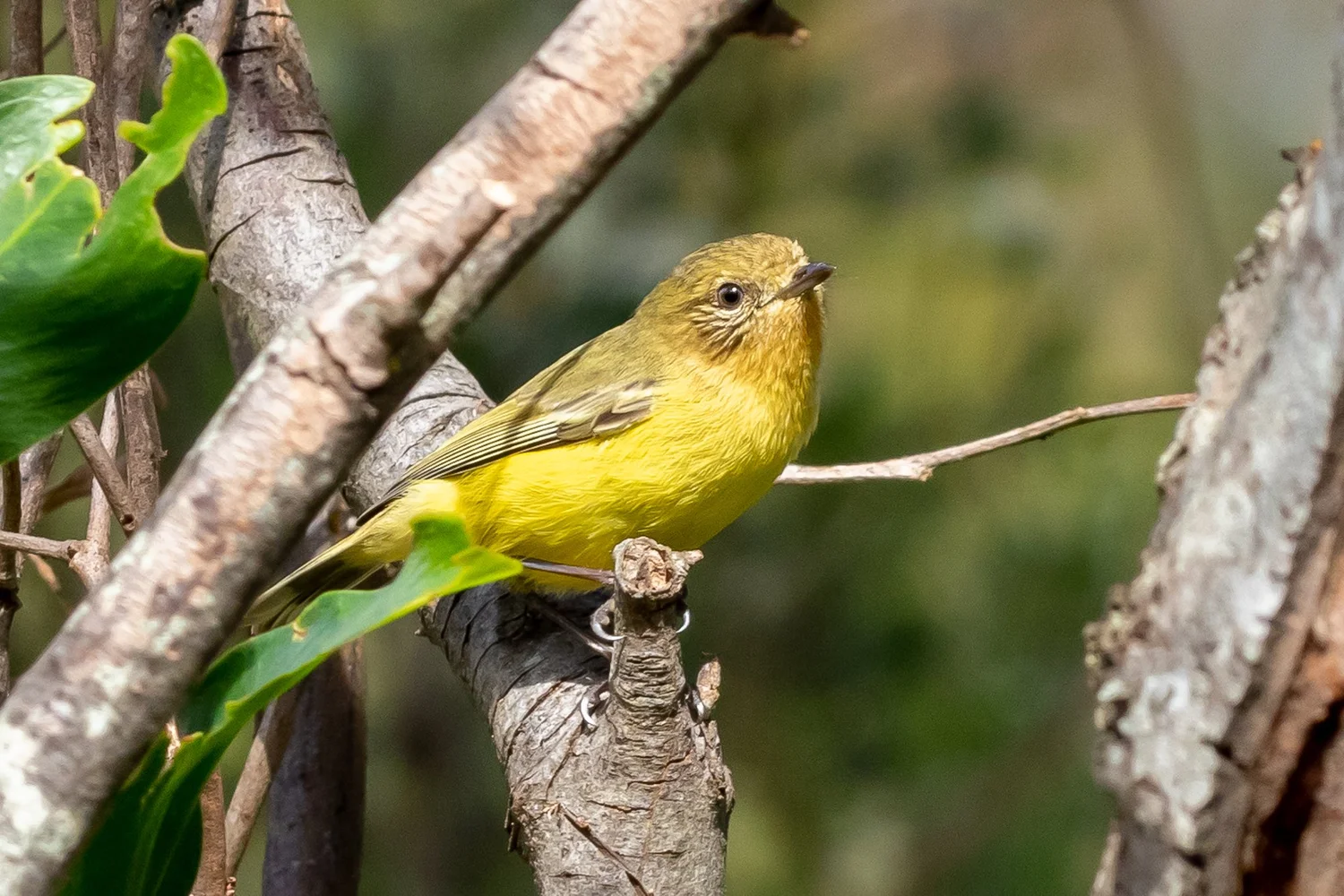 Birds of Australia