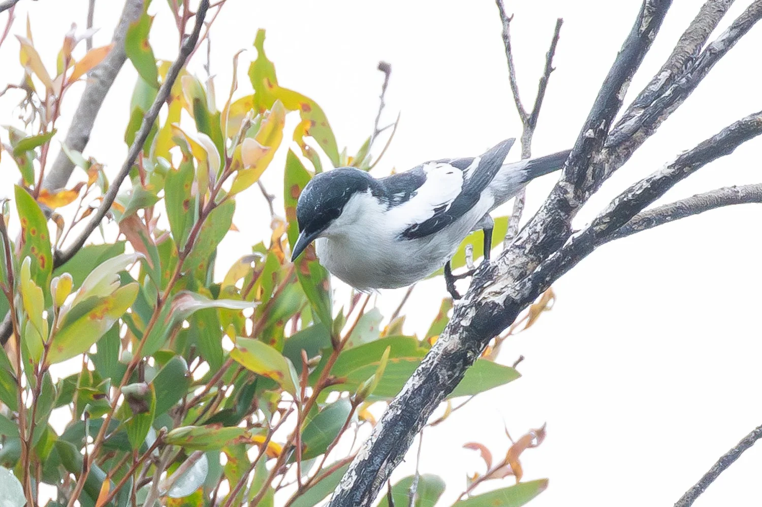 Birds of Australia