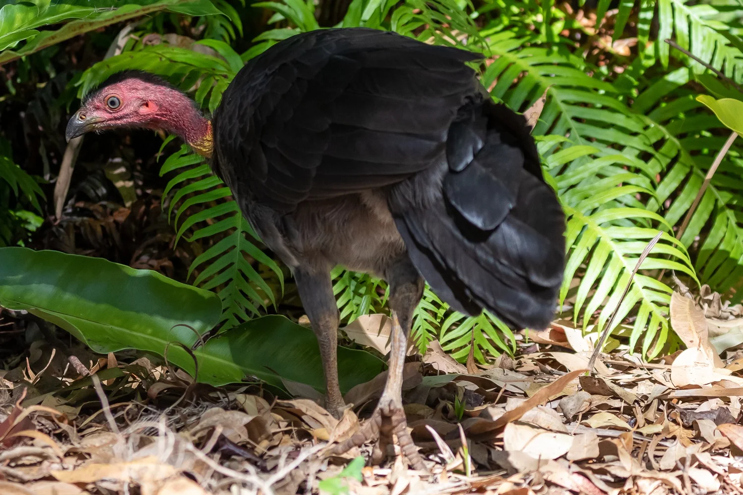 Brisbane Queensland - Australia's Wonderful Birds