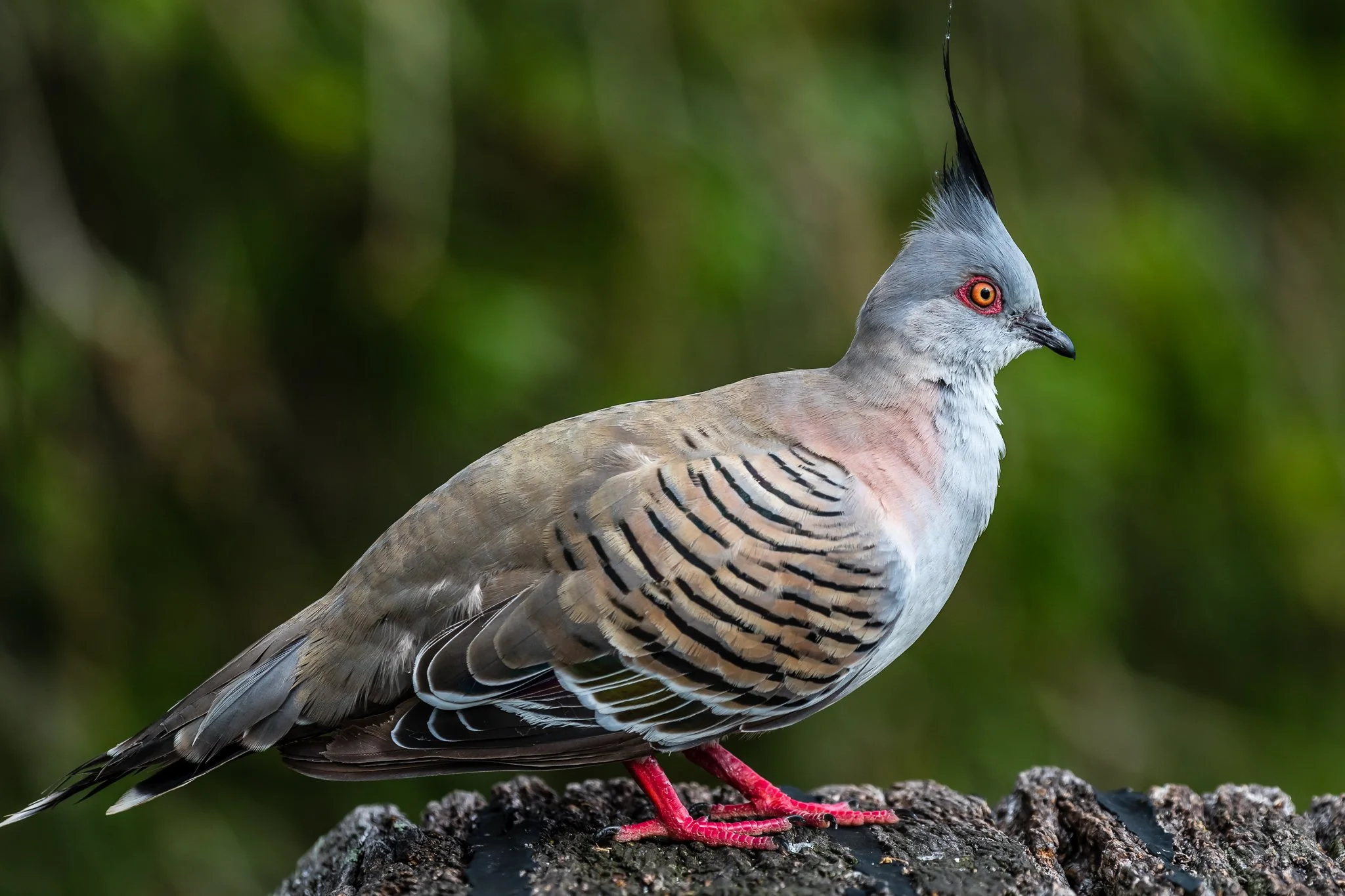 Australian Pigeons - Australia's Wonderful Birds