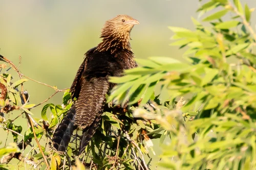 Australian Cuckoos - Australia's Wonderful Birds