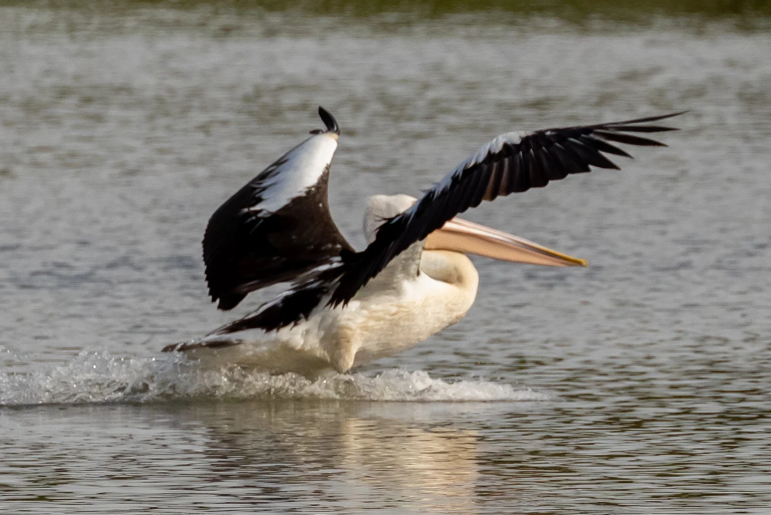 Birds of Australia