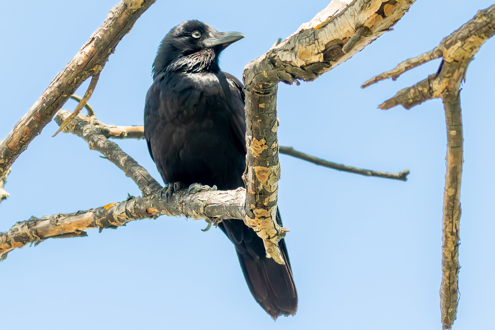Birds of Australia