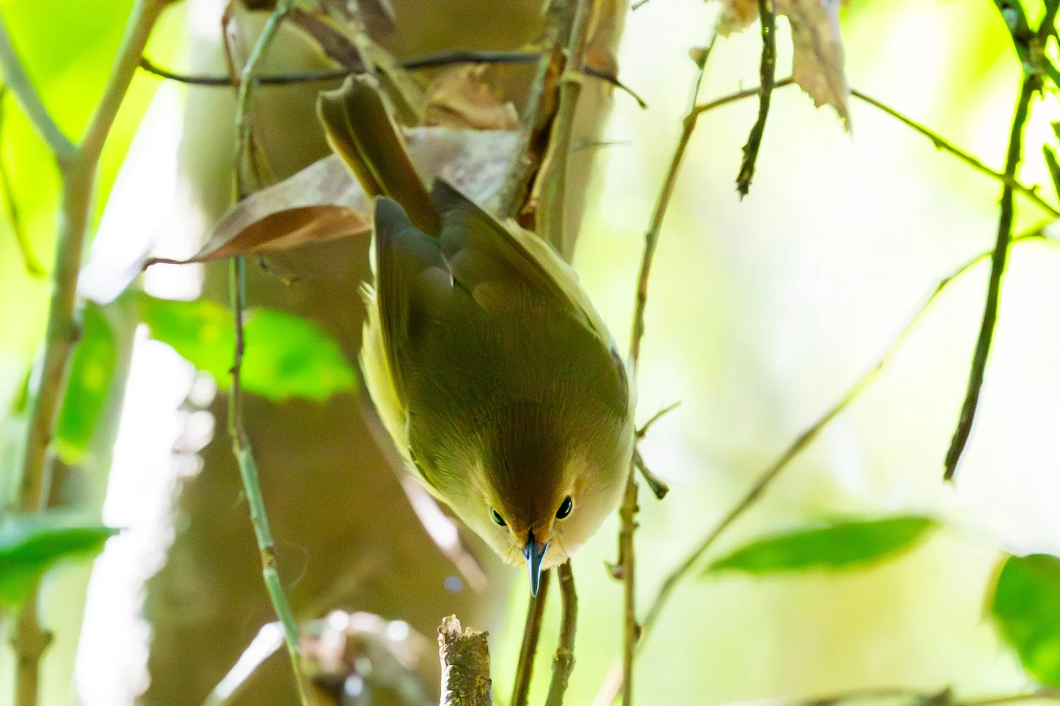 Birds of Australia