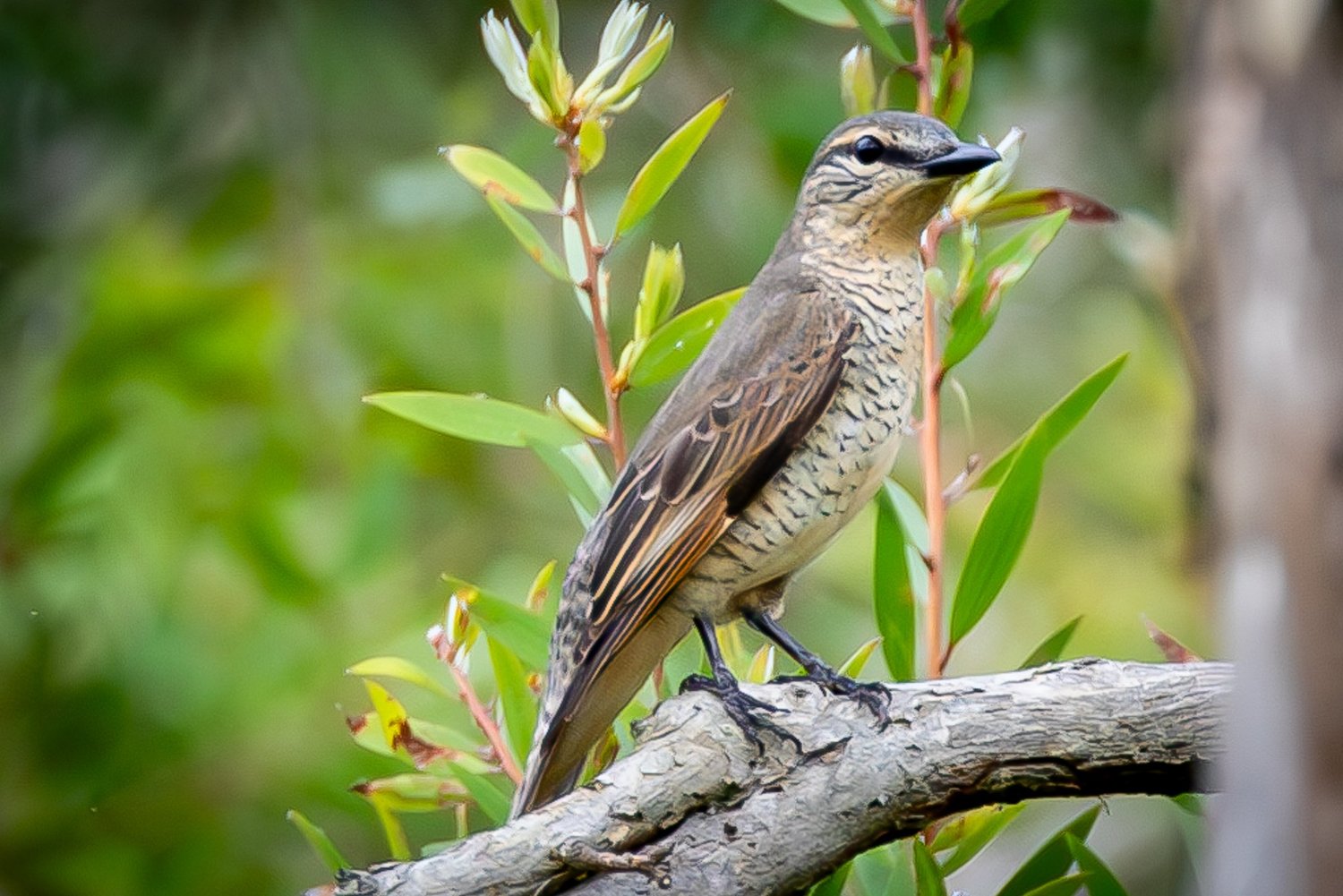 Blog - Australia's Wonderful Birds