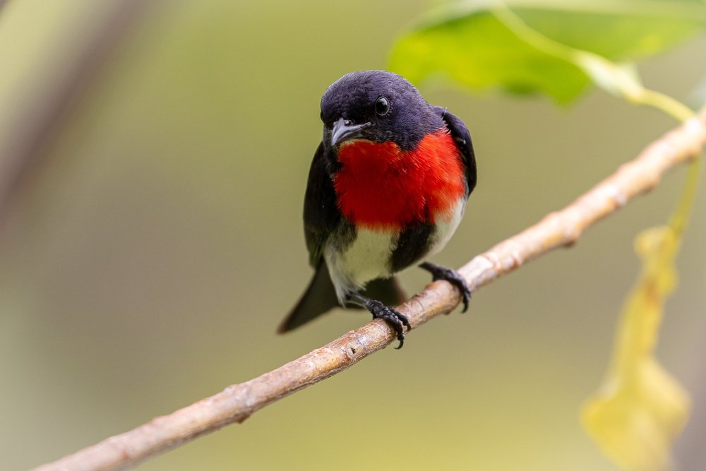 Northern Rivers NSW - Australia's Wonderful Birds