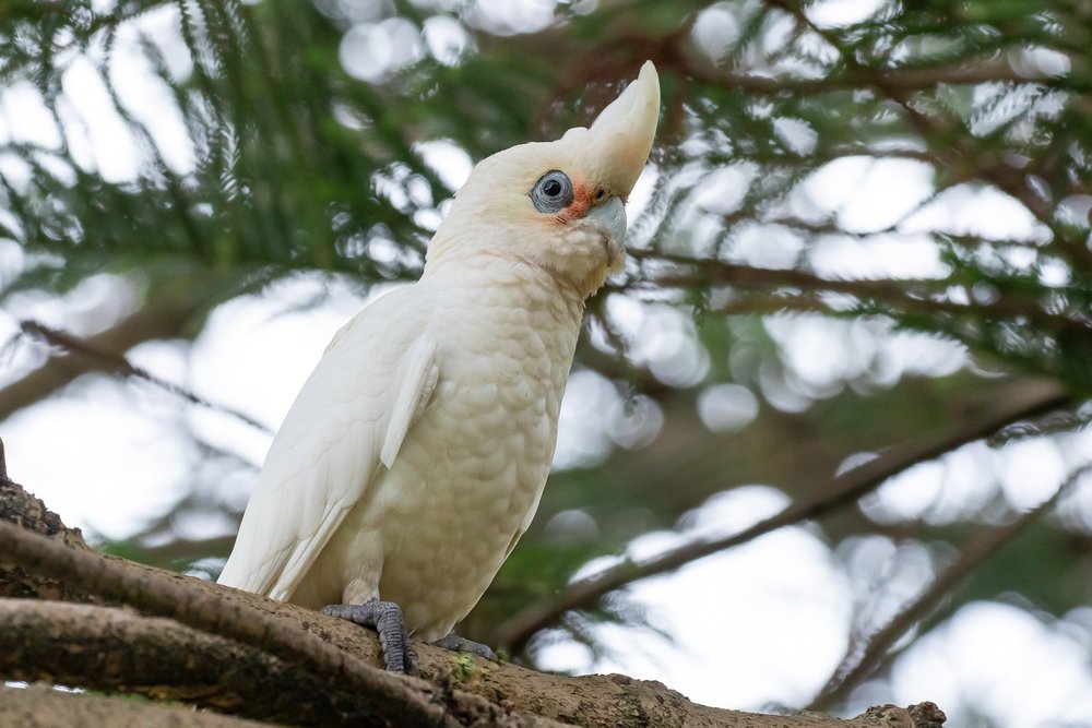 Blog - Australia's Wonderful Birds