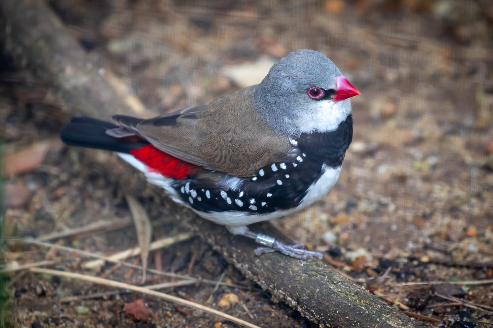 Australian Finches - Australia's Wonderful Birds