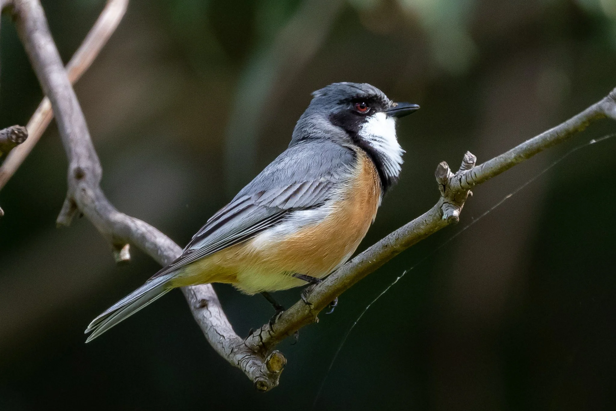 Cowra NSW Birds - Australia's Wonderful Birds