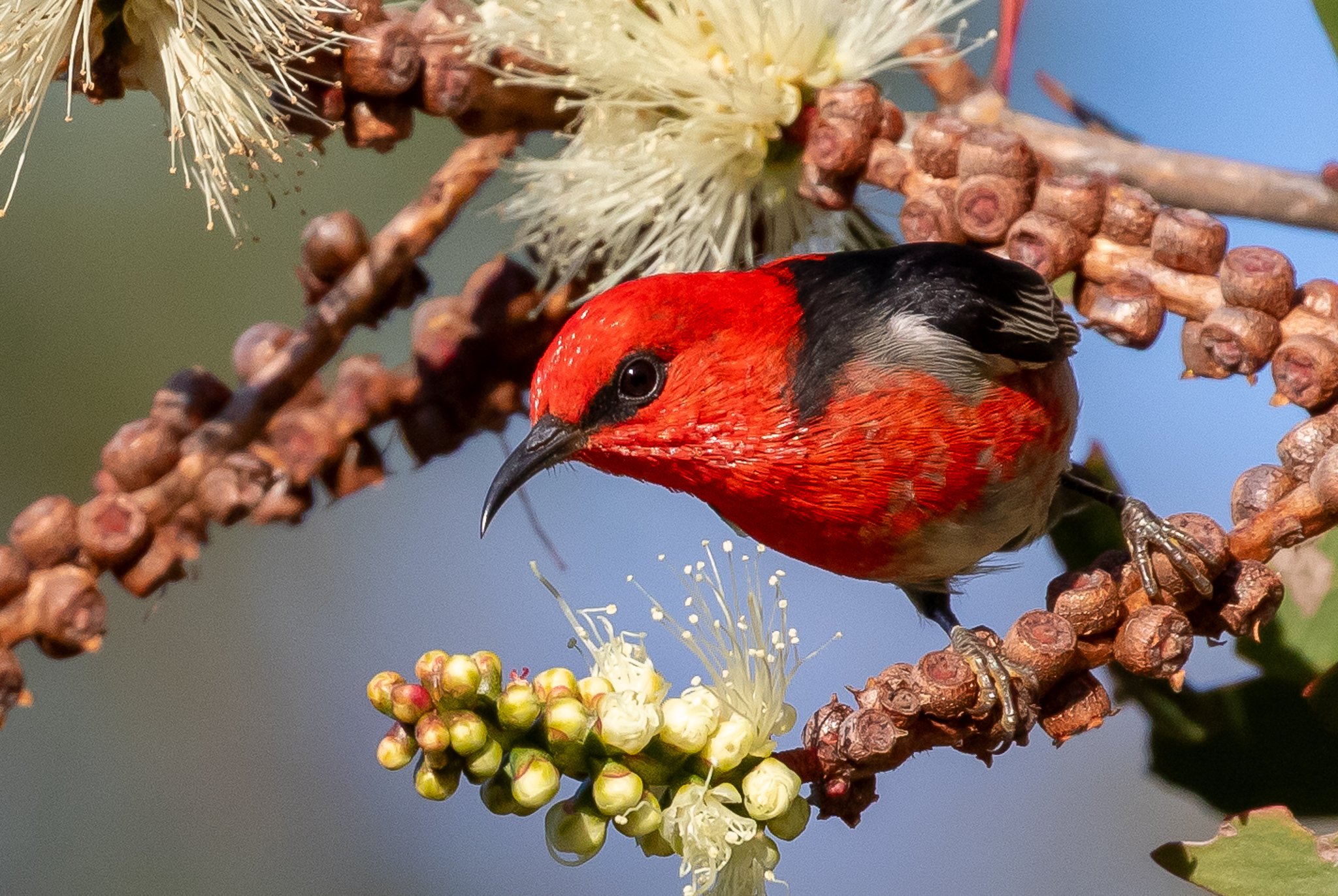 Australian Honeyeaters - Australia's Wonderful Birds