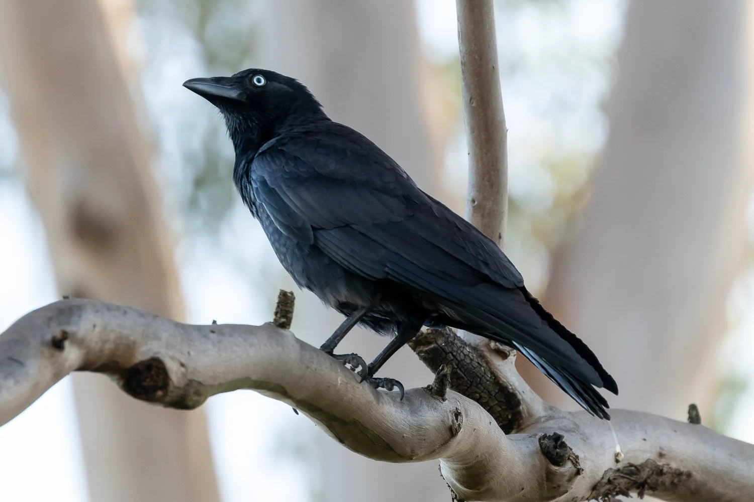 Brisbane Queensland - Australia's Wonderful Birds